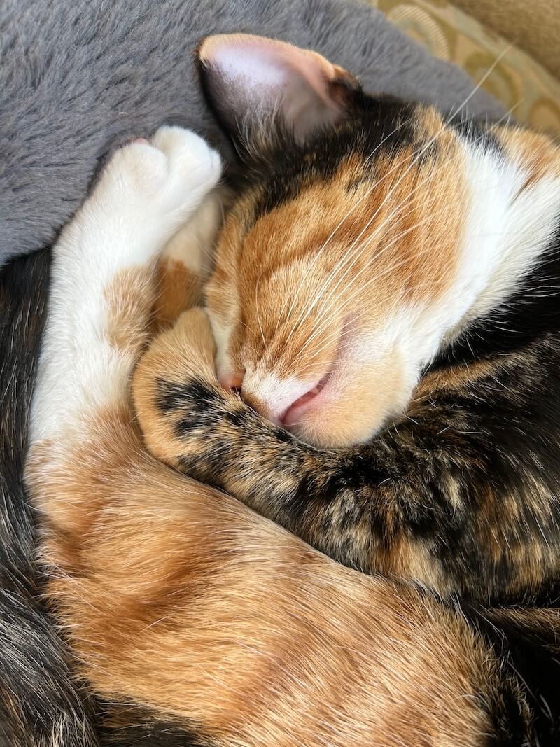 Therapy Cats? As Helpful As Therapy Dogs? ∴ WholeSpirit